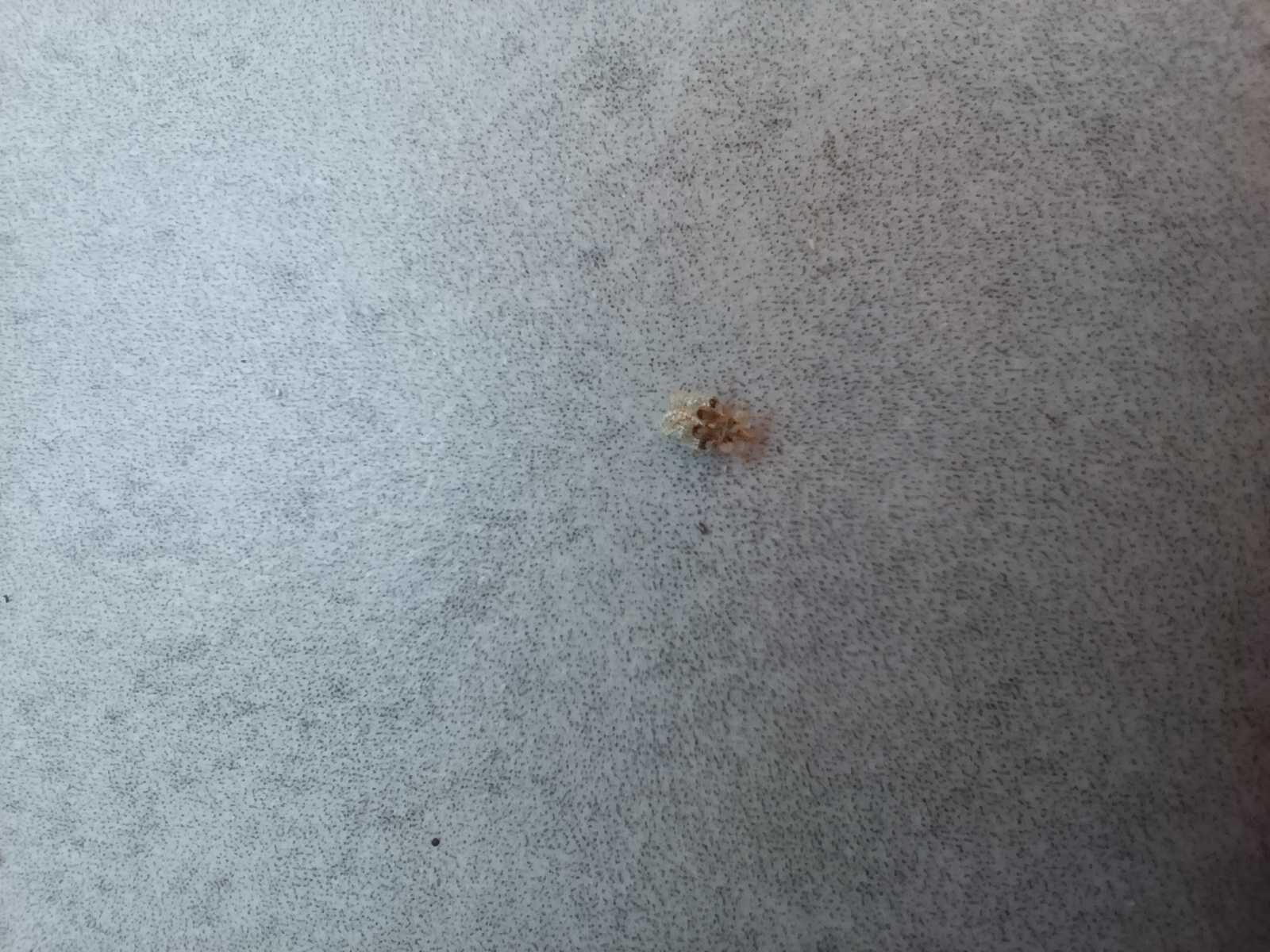 Stjenice su sve češća pojava u Zagrebu: Provjerite jesu li opasne po ...