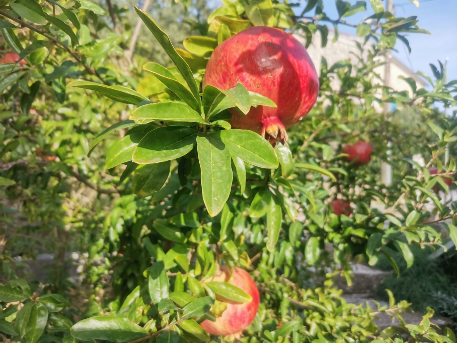 Čaj od lišća masline jedan je od najzdravijih na svijetu, evo kako ga ...
