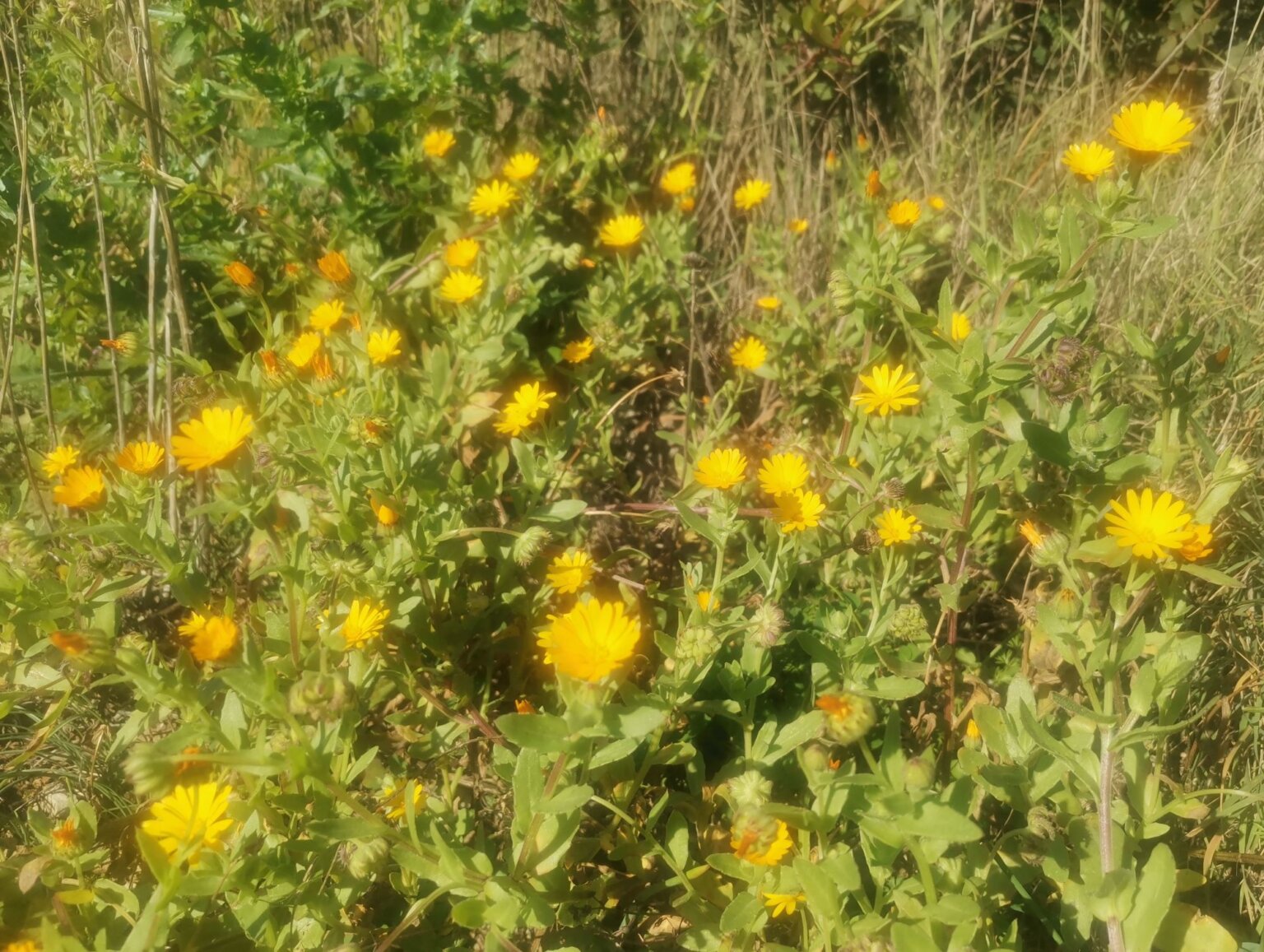 Poljski neven cvate i zimi: U narodnoj medicini koristi se za ljekovitu ...
